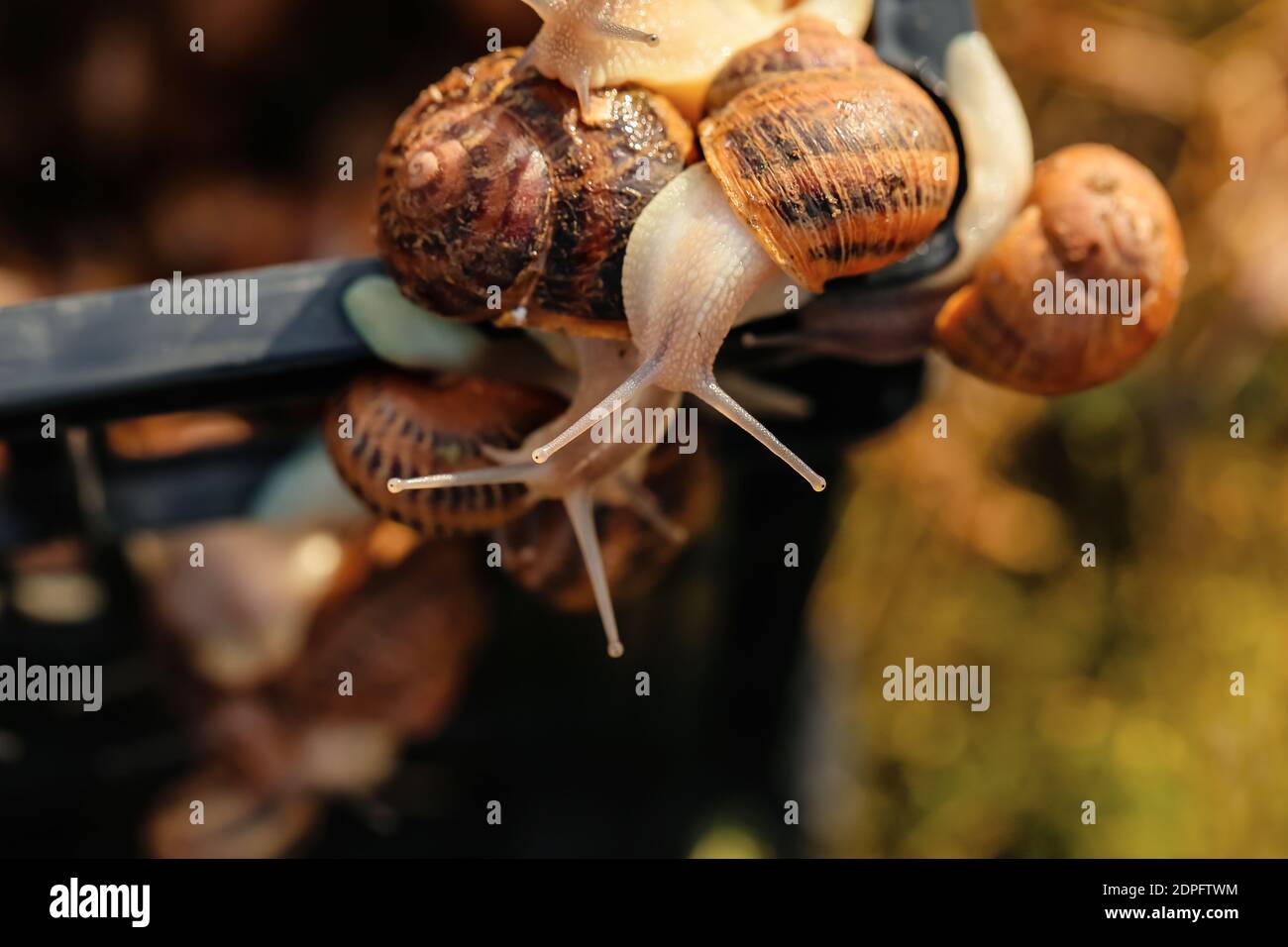 Box with snails at the farm Stock Photo - Alamy