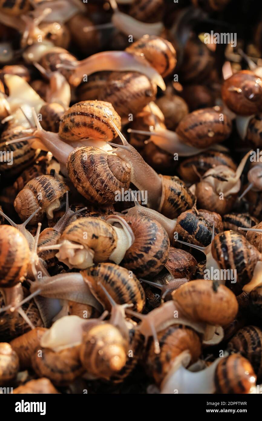 Many snails at the farm Stock Photo - Alamy