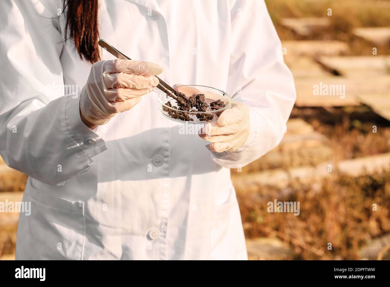 Scientist studying snails at the farm, closeup Stock Photo - Alamy
