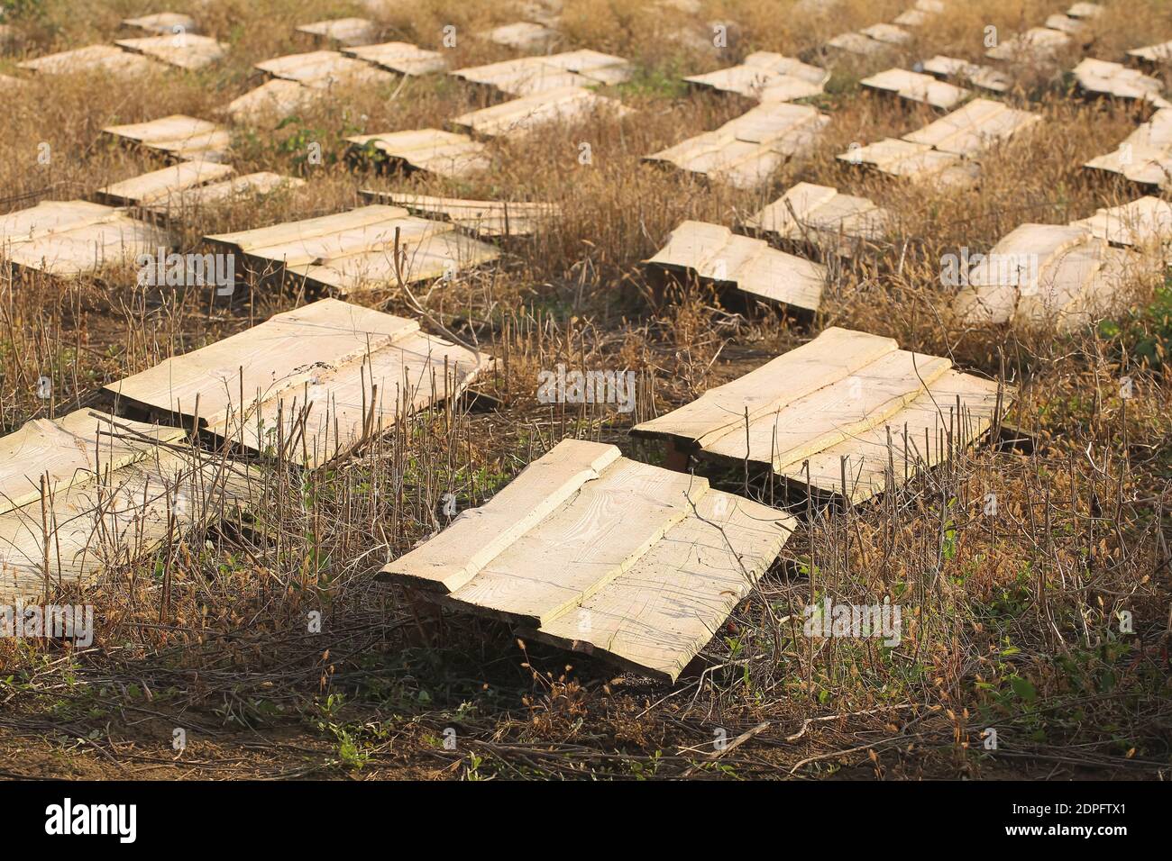 Snailery hi-res stock photography and images - Alamy