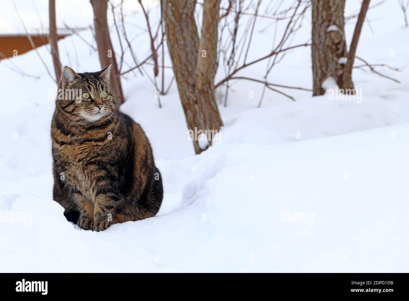 A small fat cat sits in the snow in winter Stock Photo - Alamy