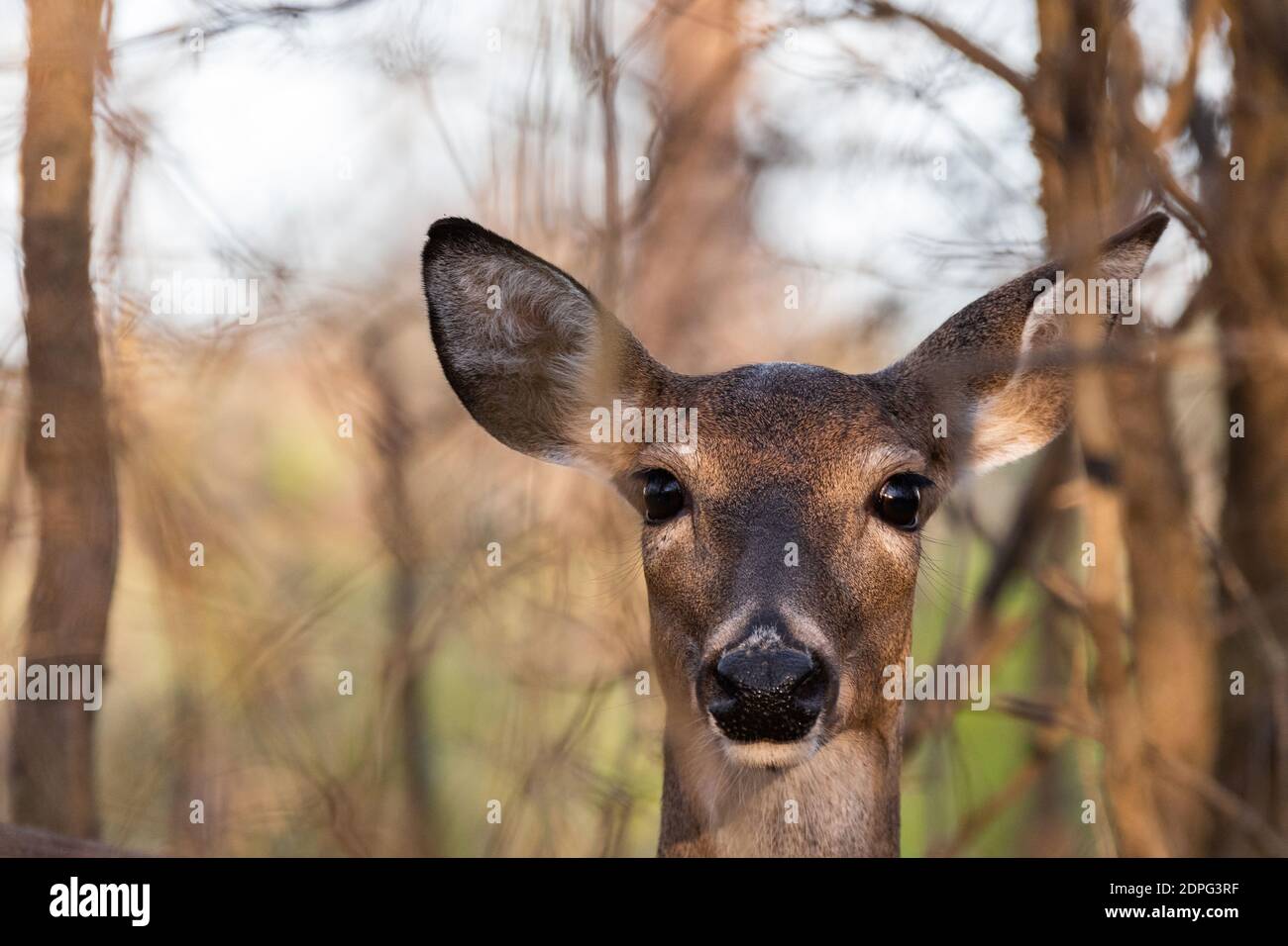 Female White Tailed Deer Face