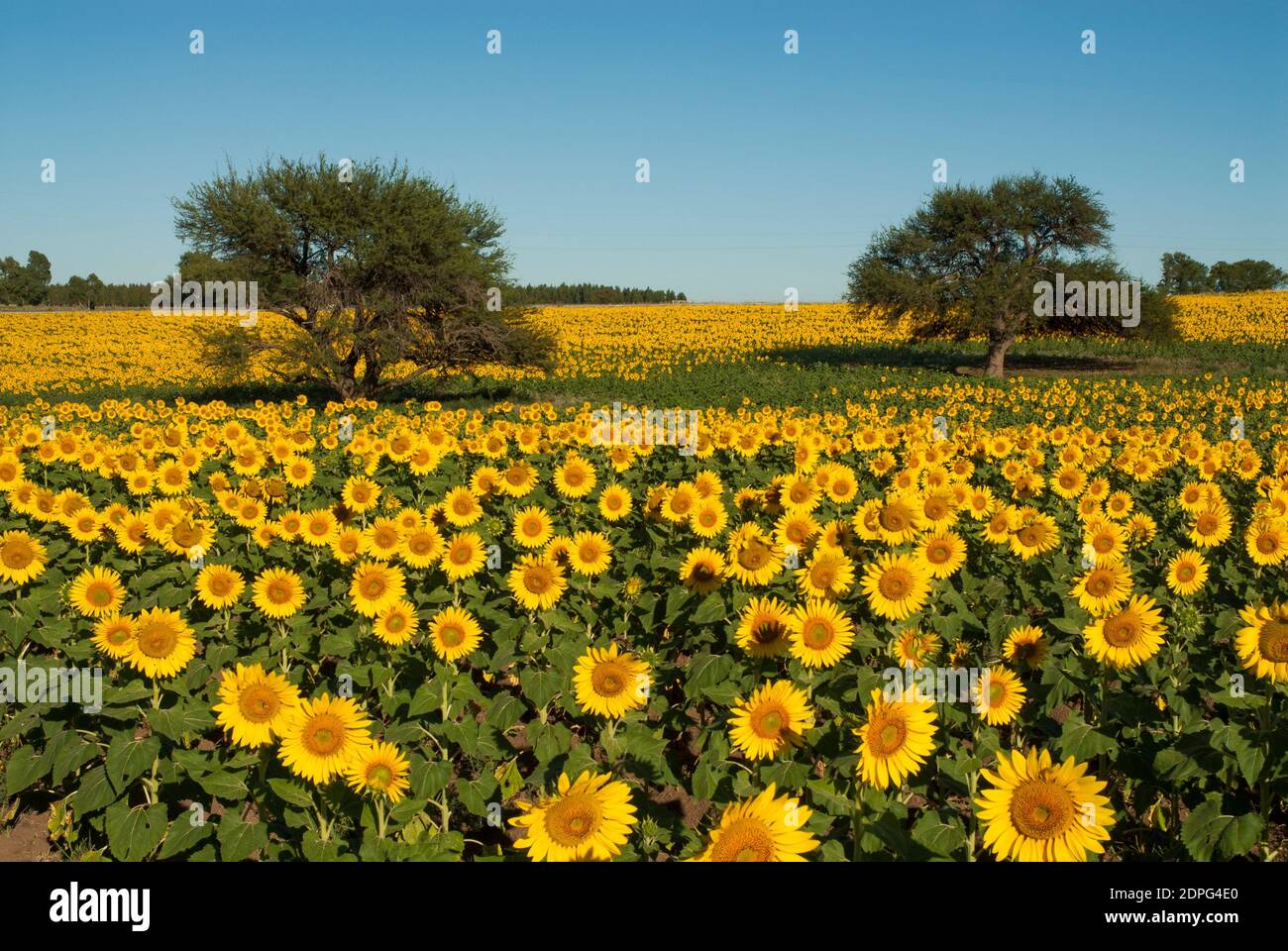 Sunflower field in Pampas Landscape, La Pampa province, Patagonia ...