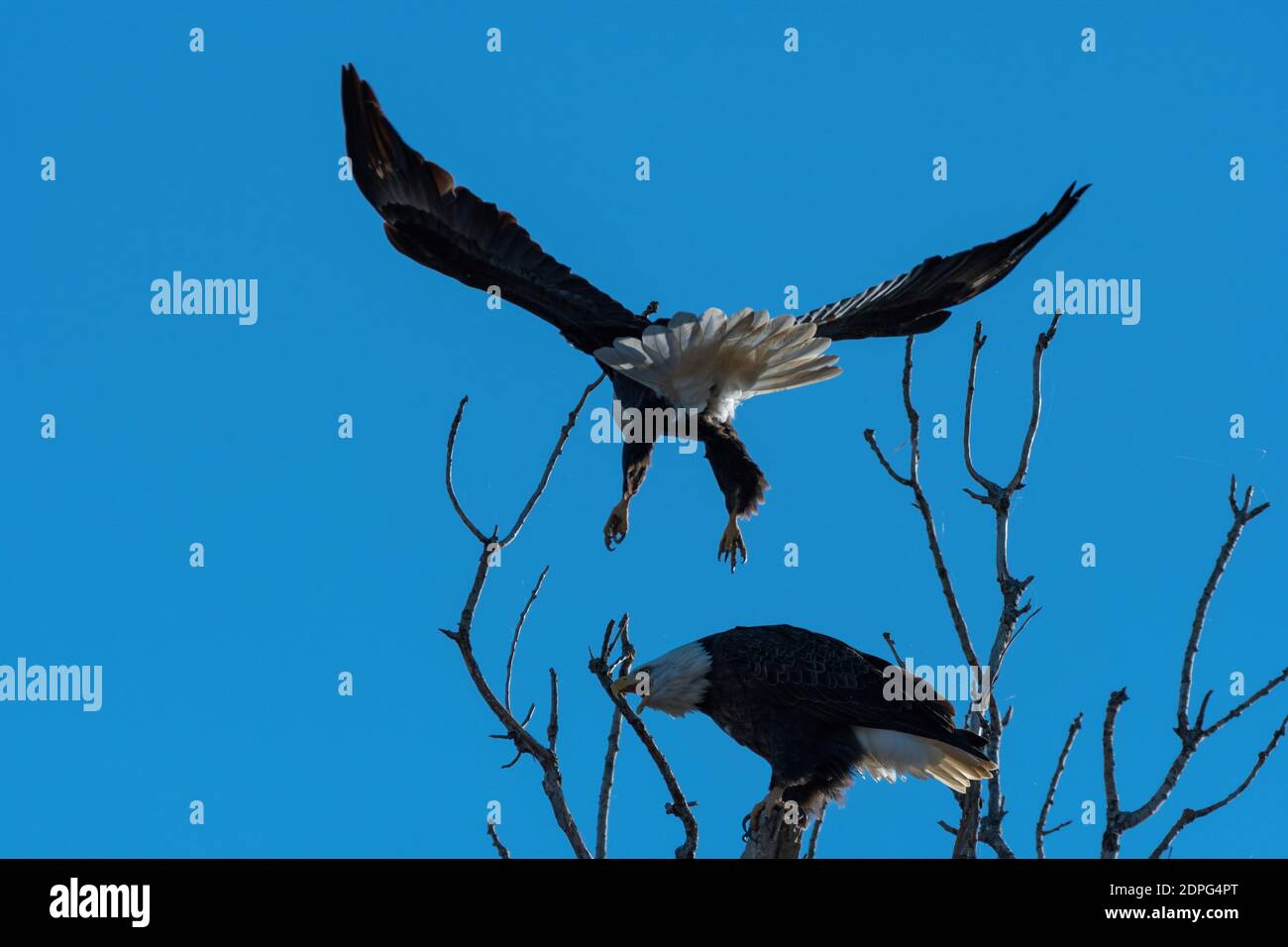 Bald Eagle coming in for a landing by its mate in the bare branches ...
