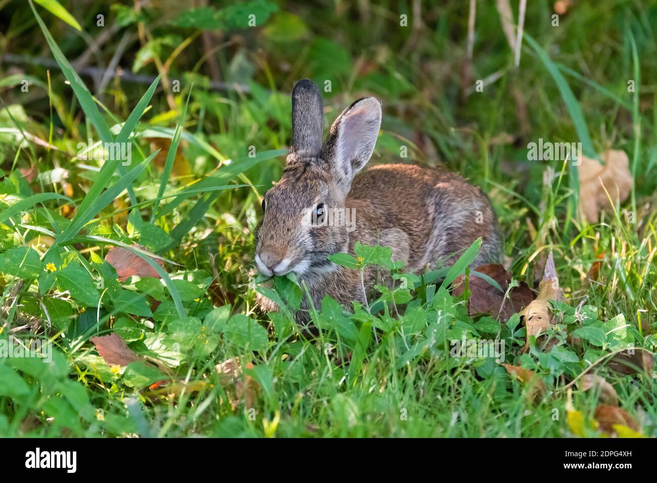 Cute little Cottontail bunny rabbit hiding in some weeds and grass with ...