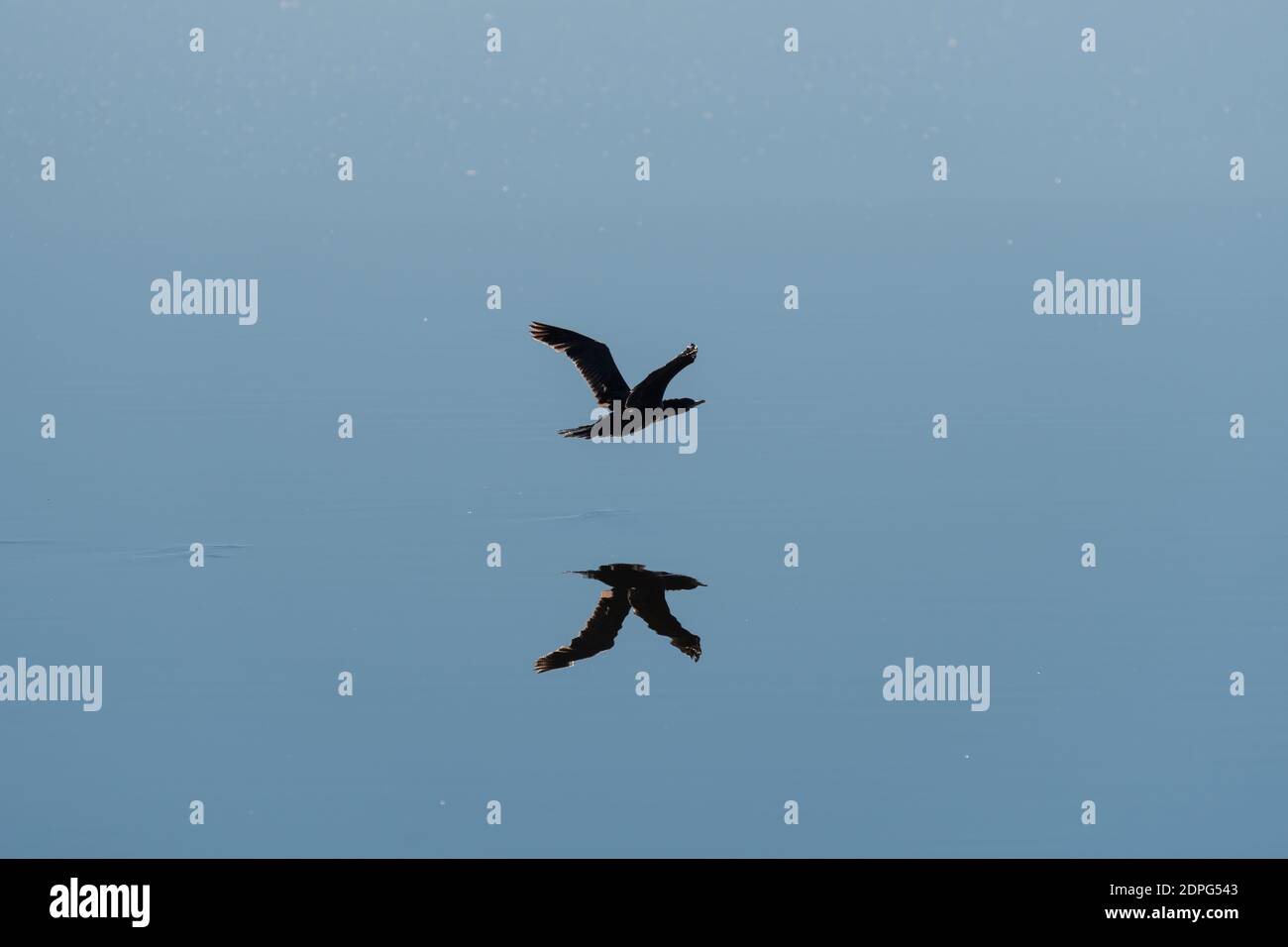 Flying bird over water with reflection hi-res stock photography and ...