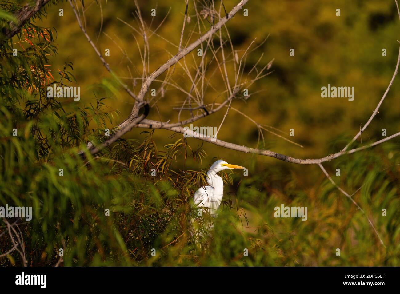 A Great White Egret hidden by the leaves and branches surrounding its ...