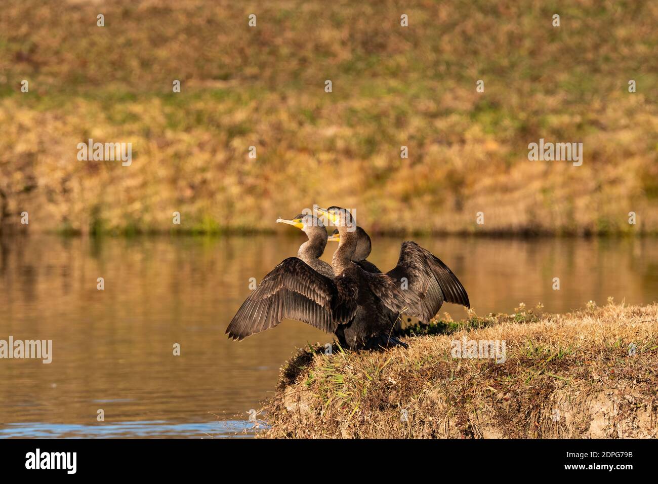Basking birds hi-res stock photography and images - Alamy