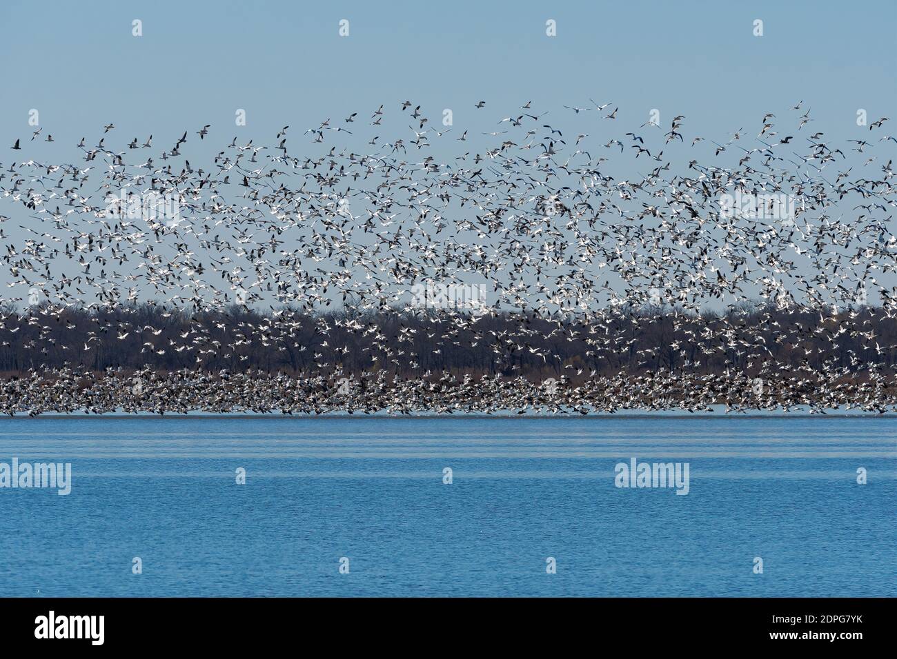 Seasonal Migration