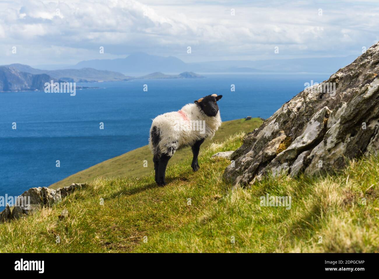 Cute sheep on the hills of Achill Island, County Mayo on the west coast ...