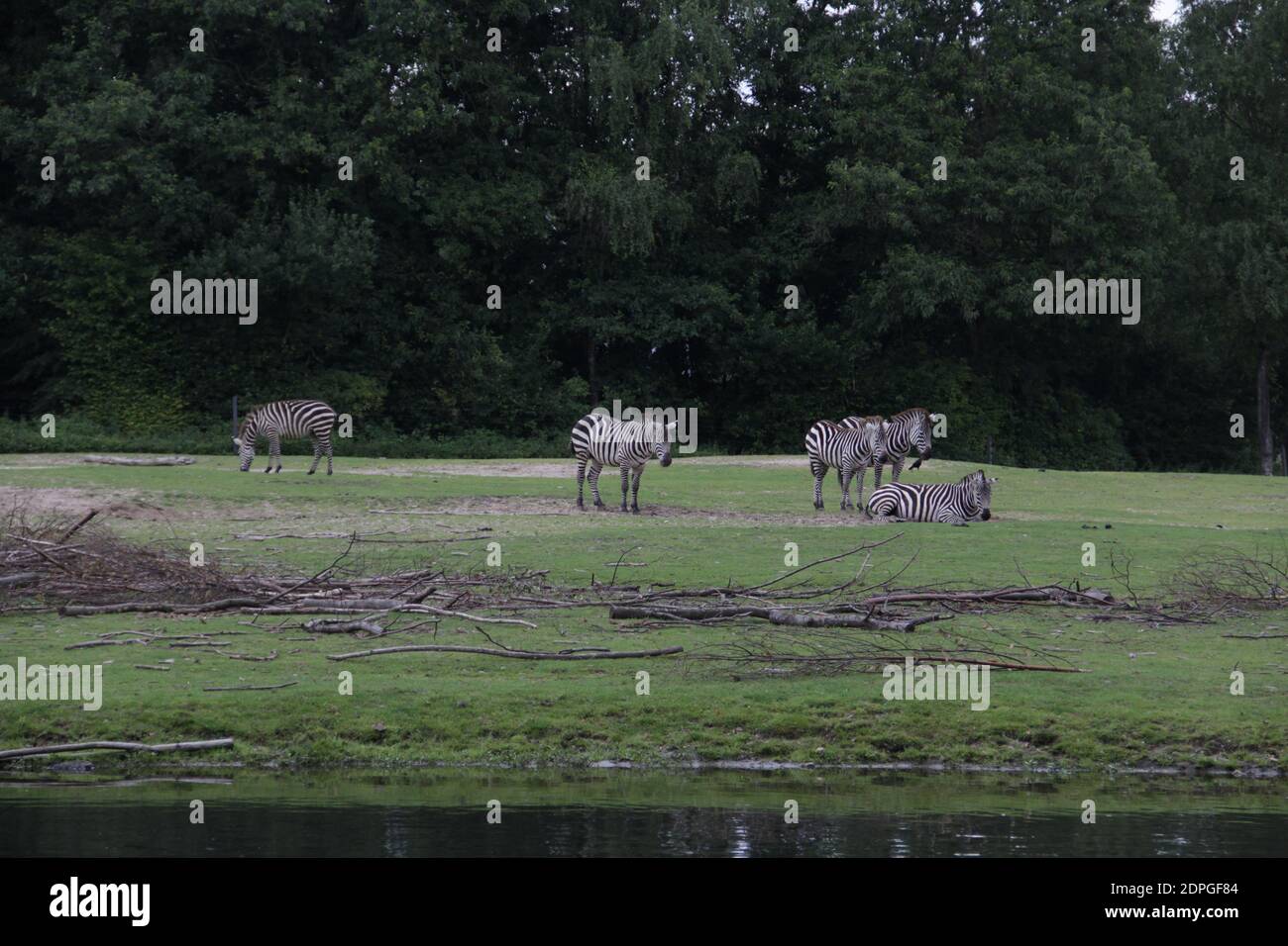 Giraffes zebras in zoo hi-res stock photography and images - Alamy