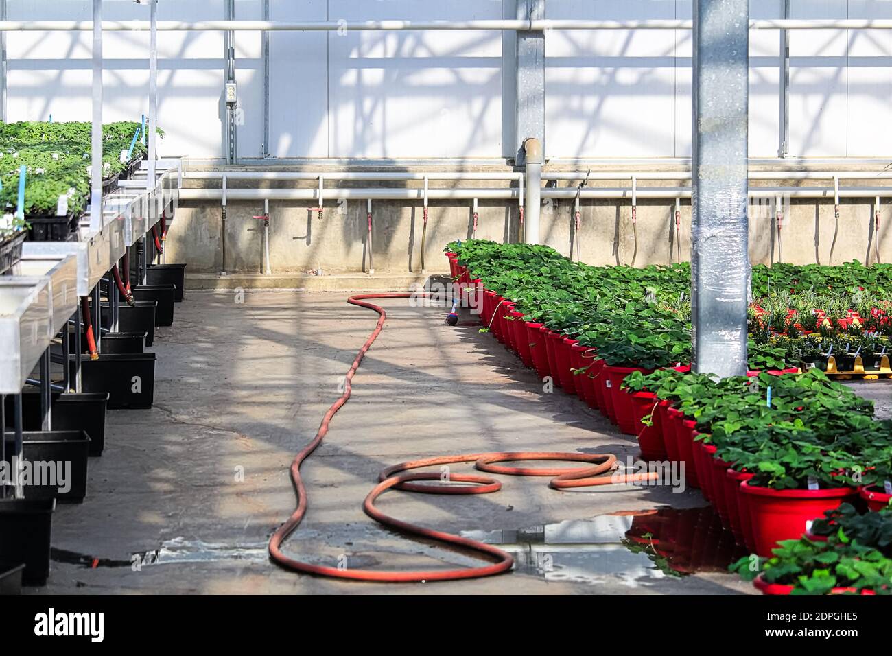 Rows of strawberry plants growing in large pots in a greenhouse Stock ...