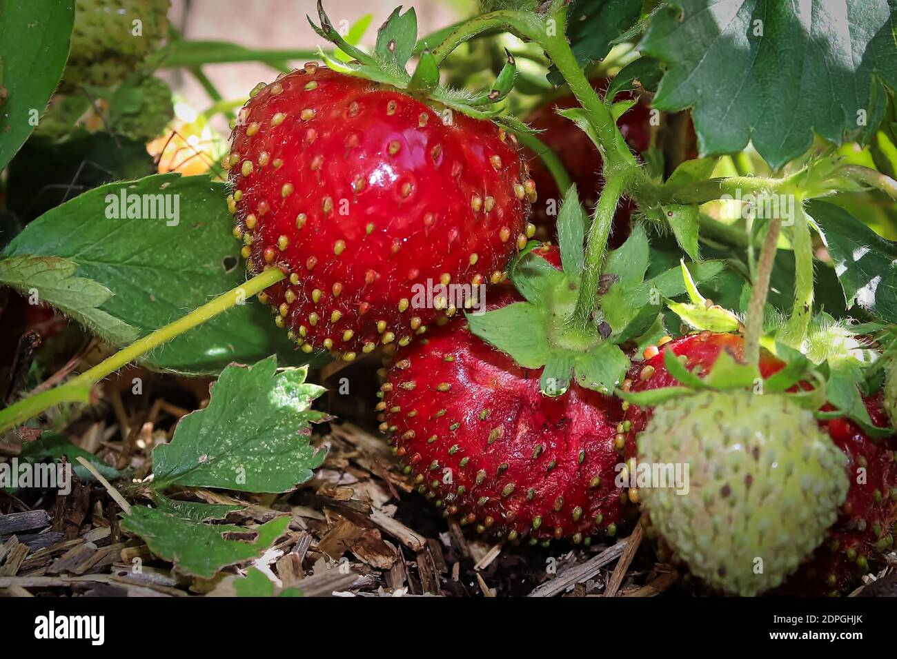 Green to over ripe strawberries growing in the garden Stock Photo - Alamy