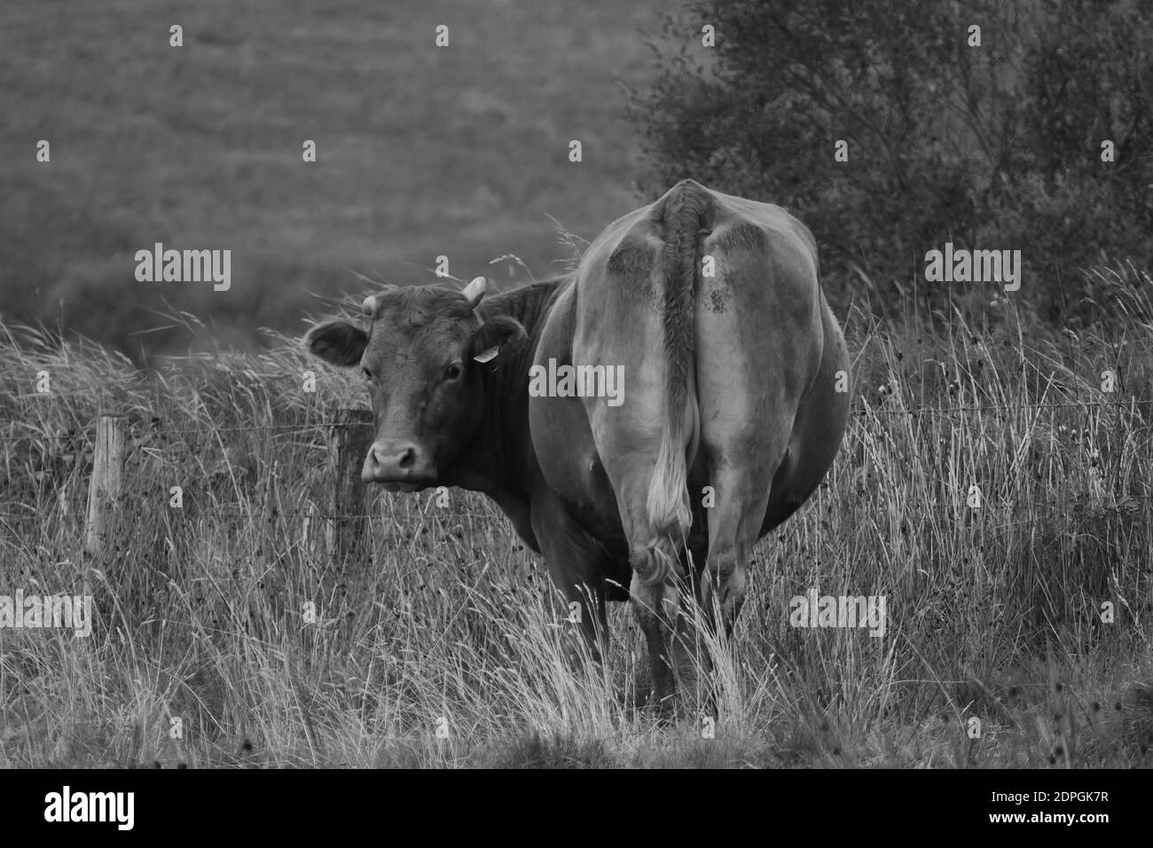 Cow Bum High Resolution Stock Photography and Images - Alamy