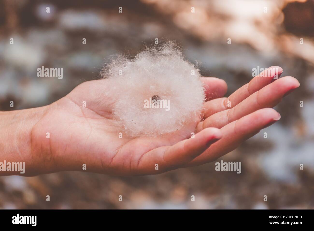 Hand Picking Cotton High Resolution Stock Photography and Images - Alamy