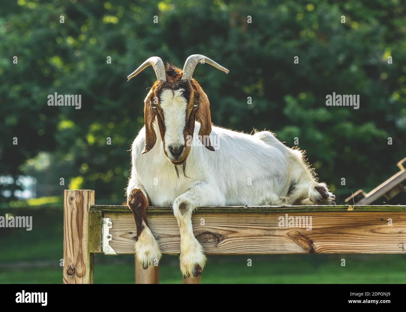 White Goat In Ranch Stock Photo - Alamy