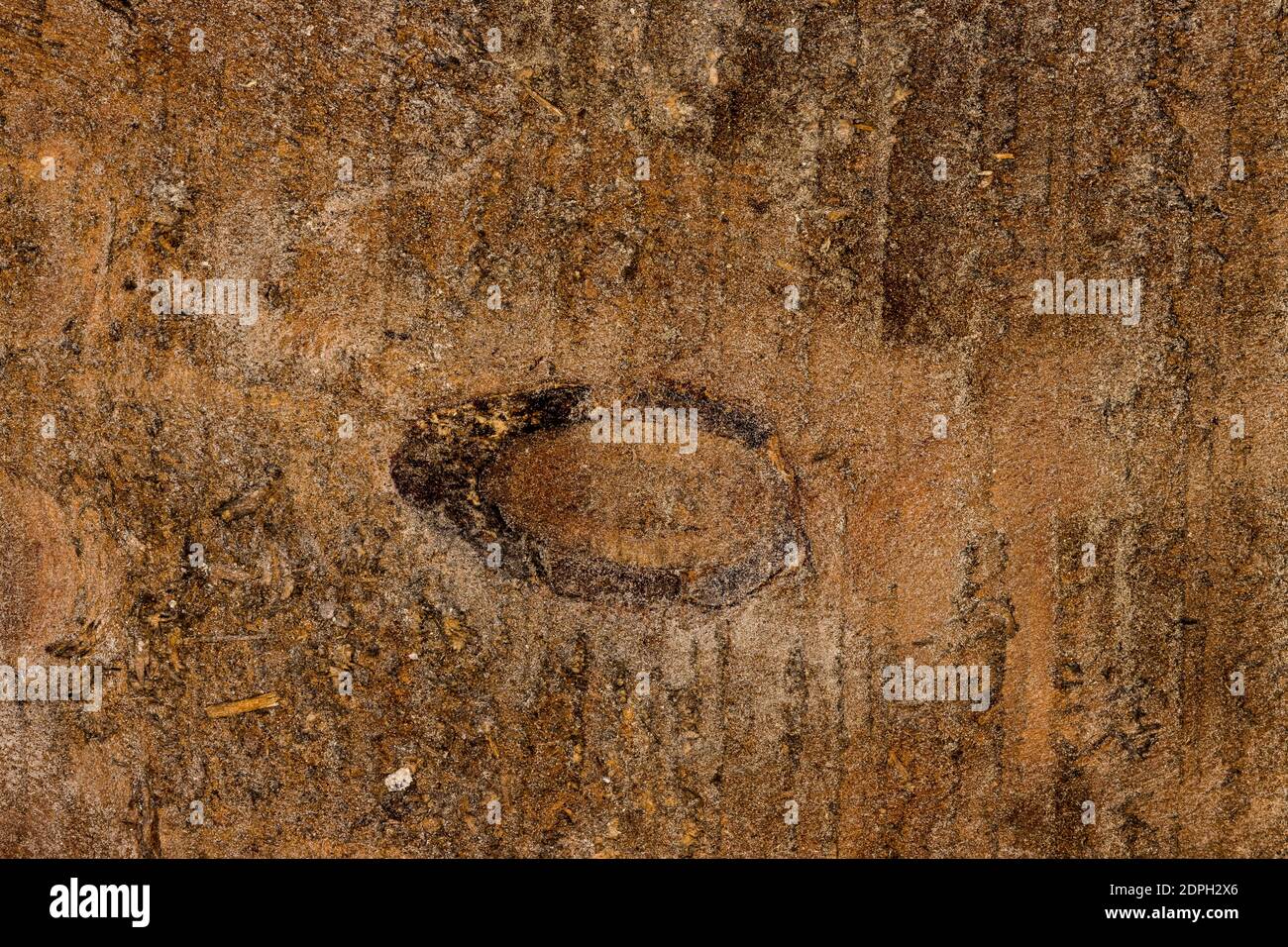 Knot Hole - Wood Texture Stock Photo - Alamy