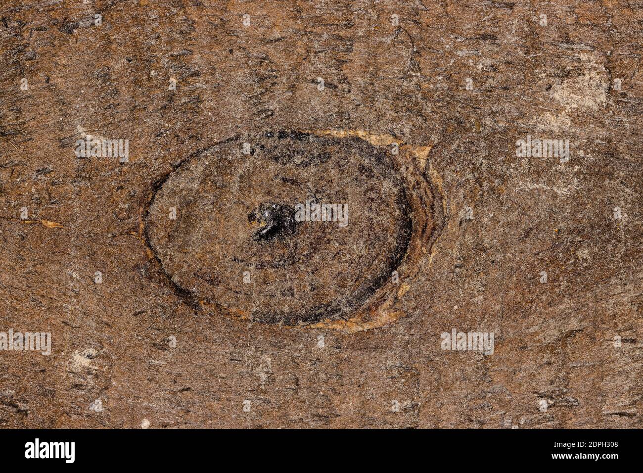 Knot Hole - Wood Texture Stock Photo - Alamy