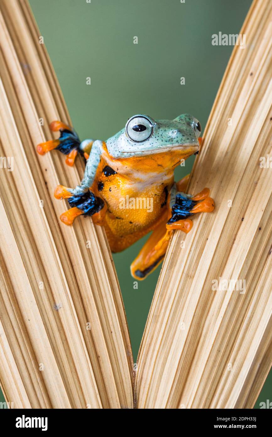 Small flying tree frog hi-res stock photography and images - Alamy