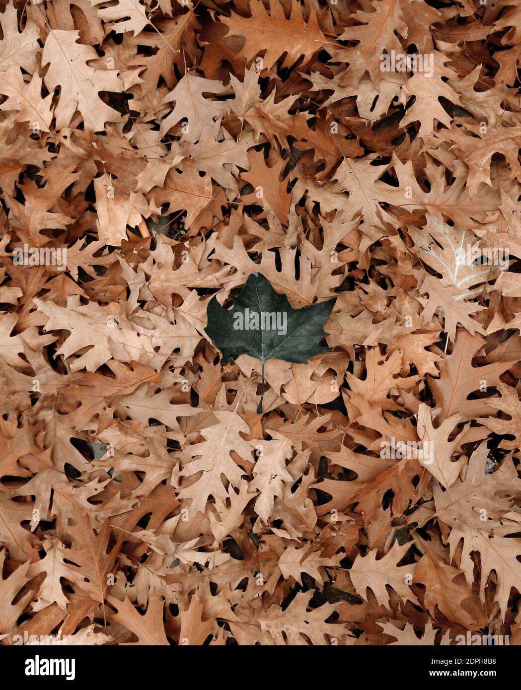 Dry Maple Leaf In Melbourne Stock Photo - Alamy