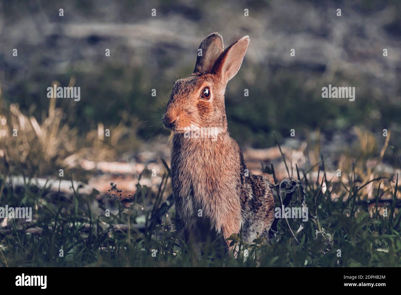 Brown rabbit part hi-res stock photography and images - Alamy