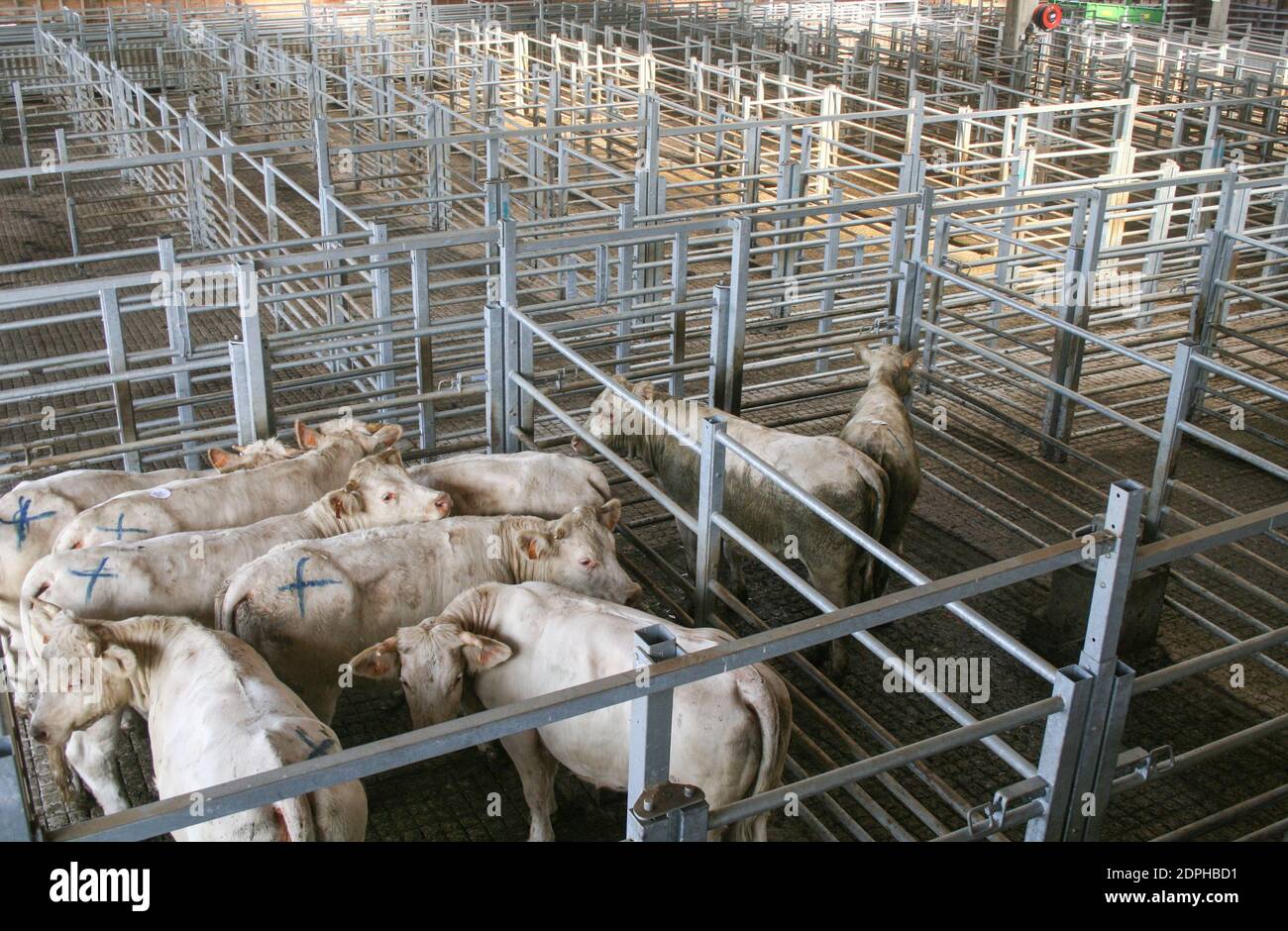 Agriculture Beef Butcher High Resolution Stock Photography and Images ...