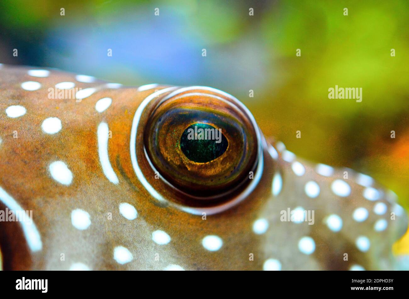Chubby face fish hi-res stock photography and images - Alamy