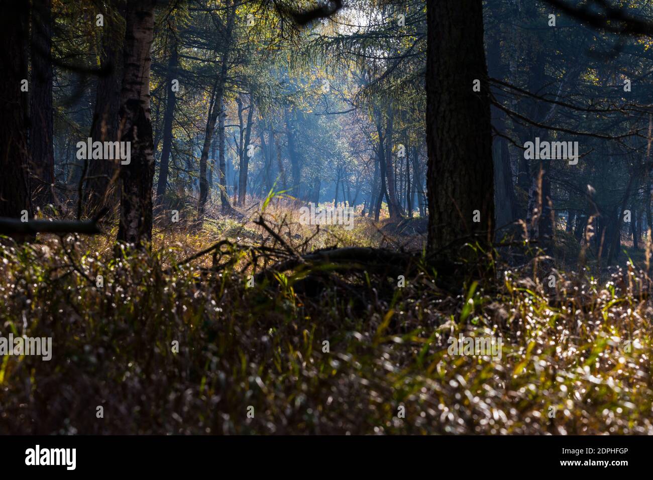 Autumn foggy morning in the deciduous forest. The low sun shines ...