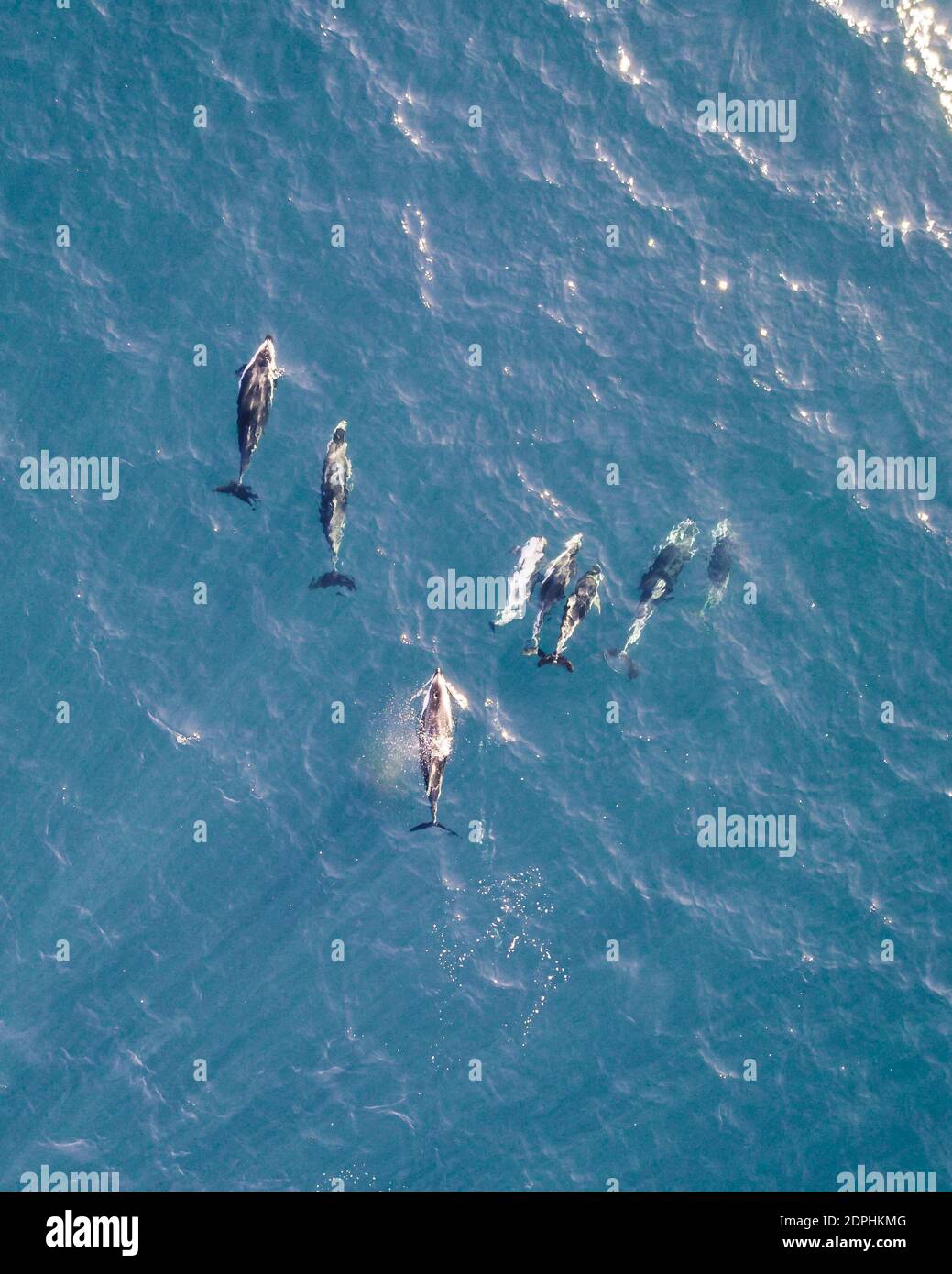 Dolphins playing in waves hi-res stock photography and images - Alamy