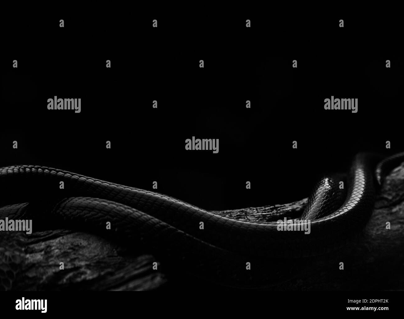 Two snakes Black and White Stock Photos & Images - Alamy