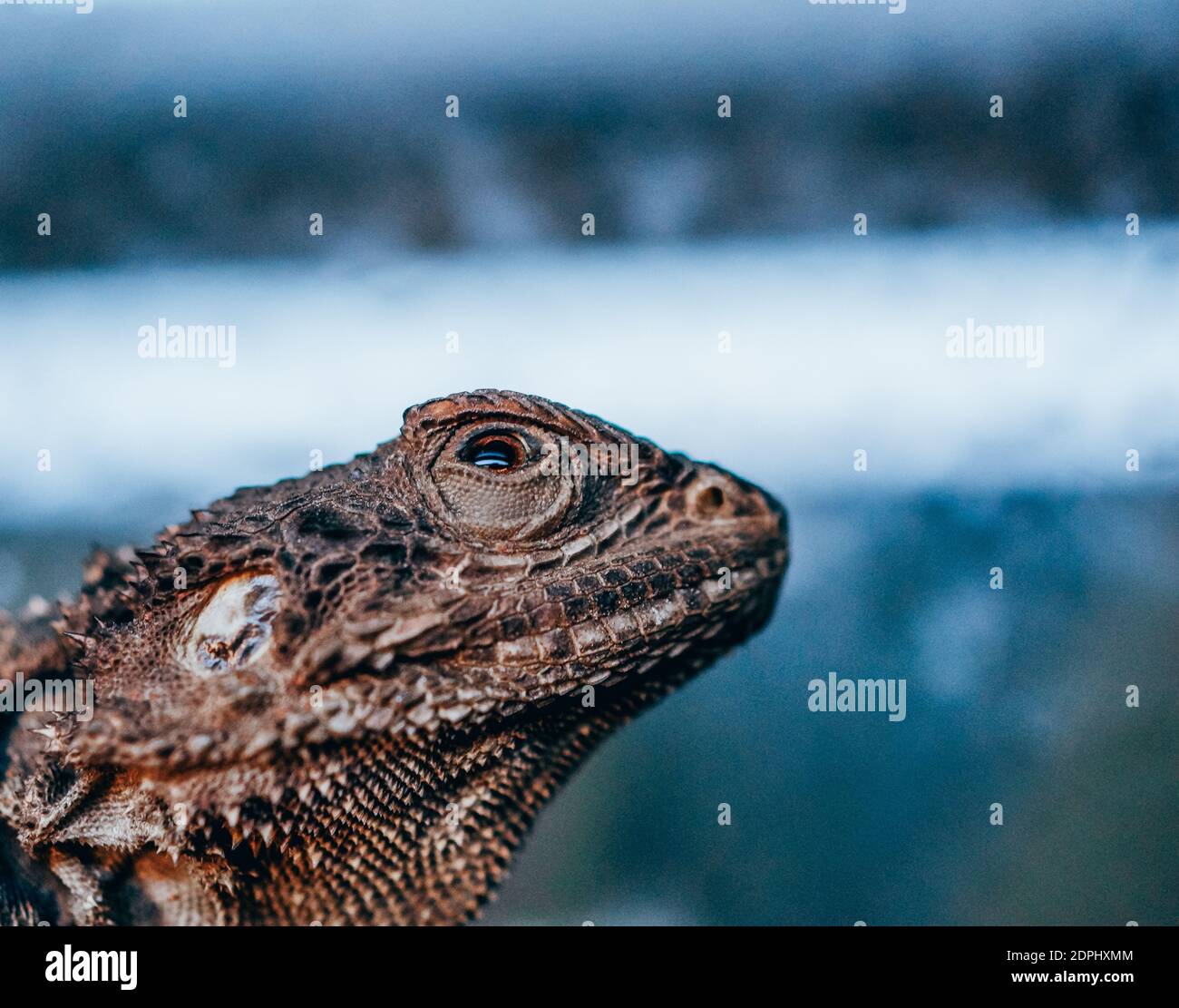 Bearded water dragon hi-res stock photography and images - Alamy