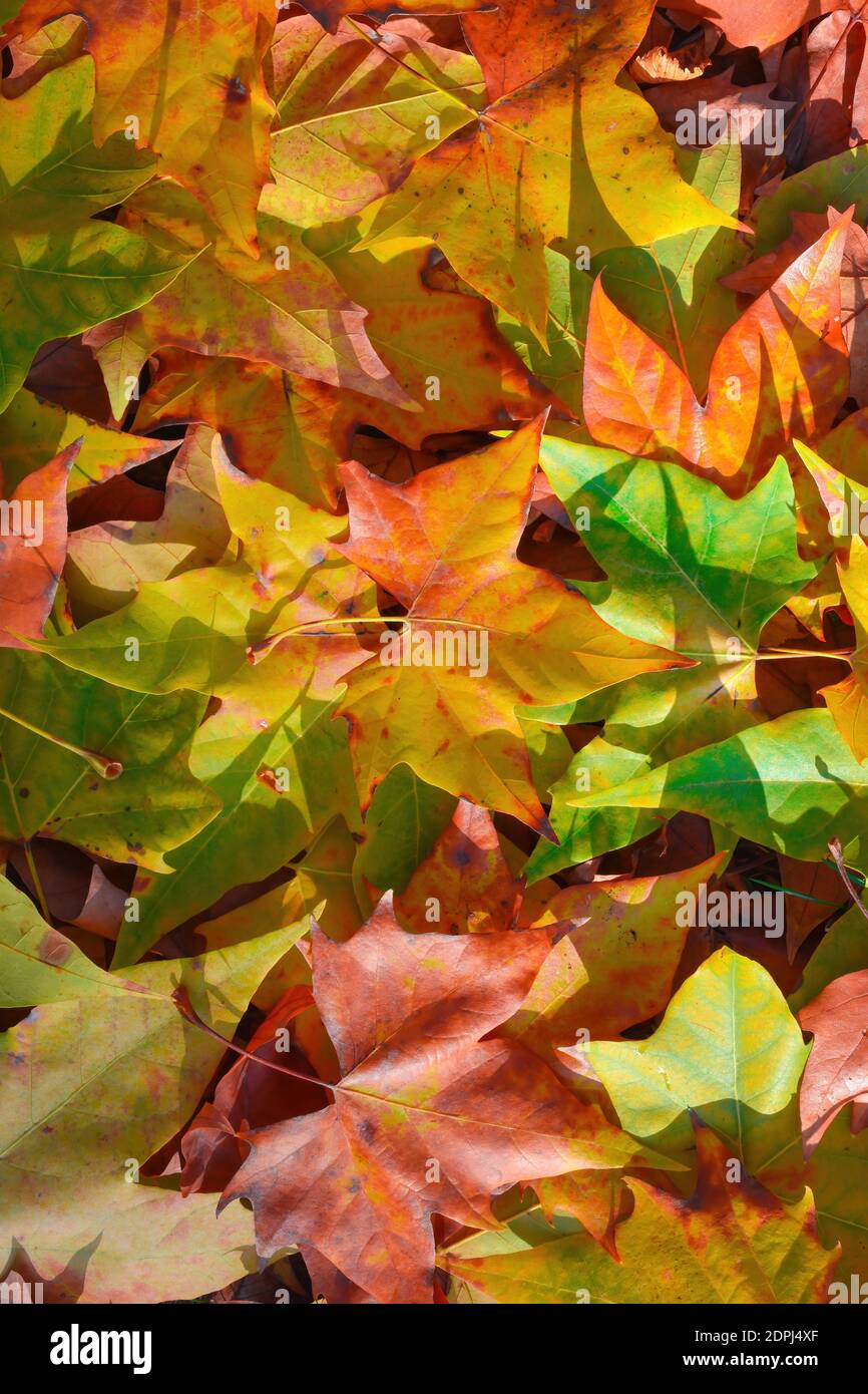 Carpet of colorful fallen leaves in the park or forest, warm fall sunny ...