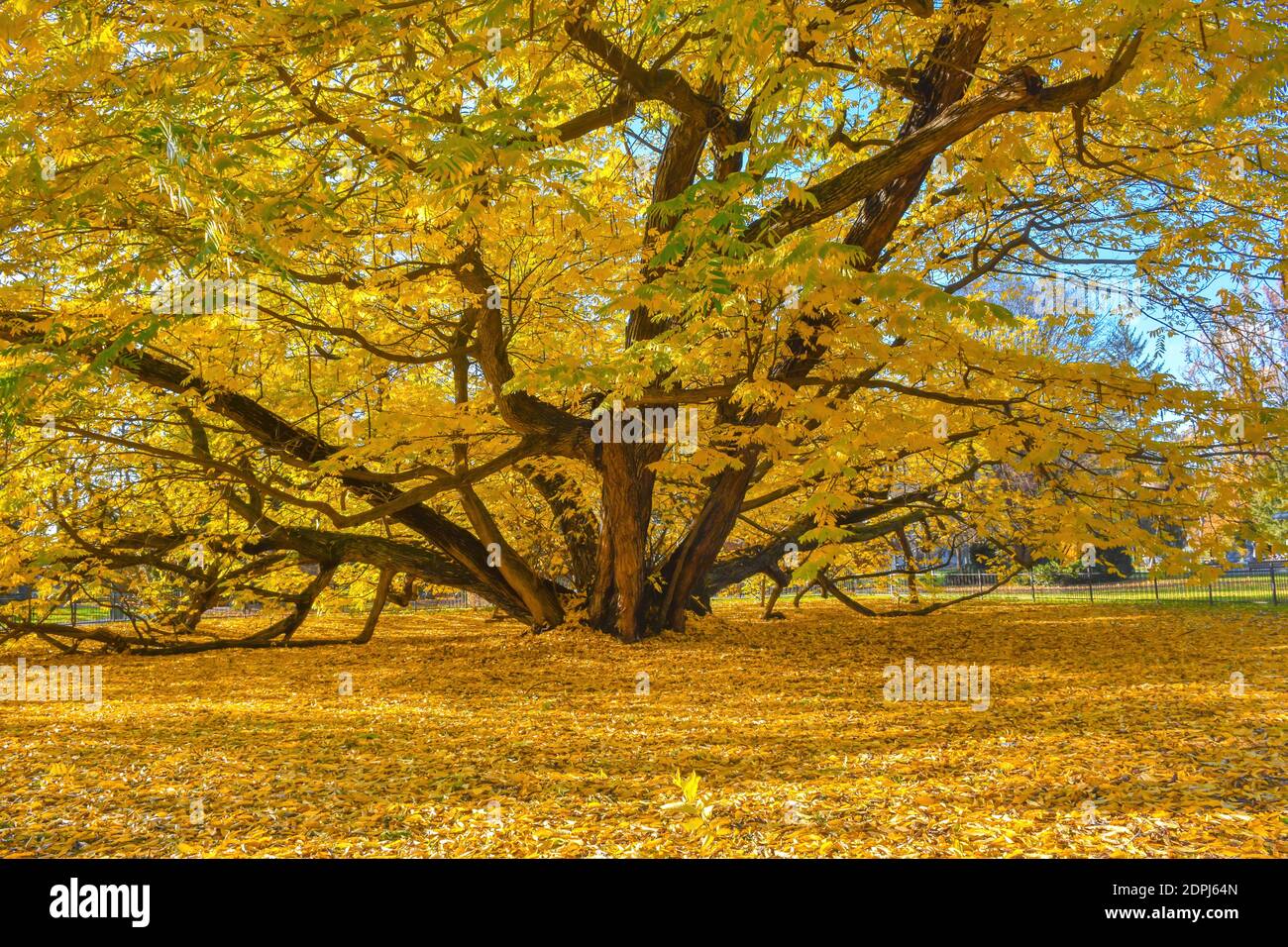 Giant Caucasian wingnut tree (Pterocarya fraxinifolia), the oldest tree ...