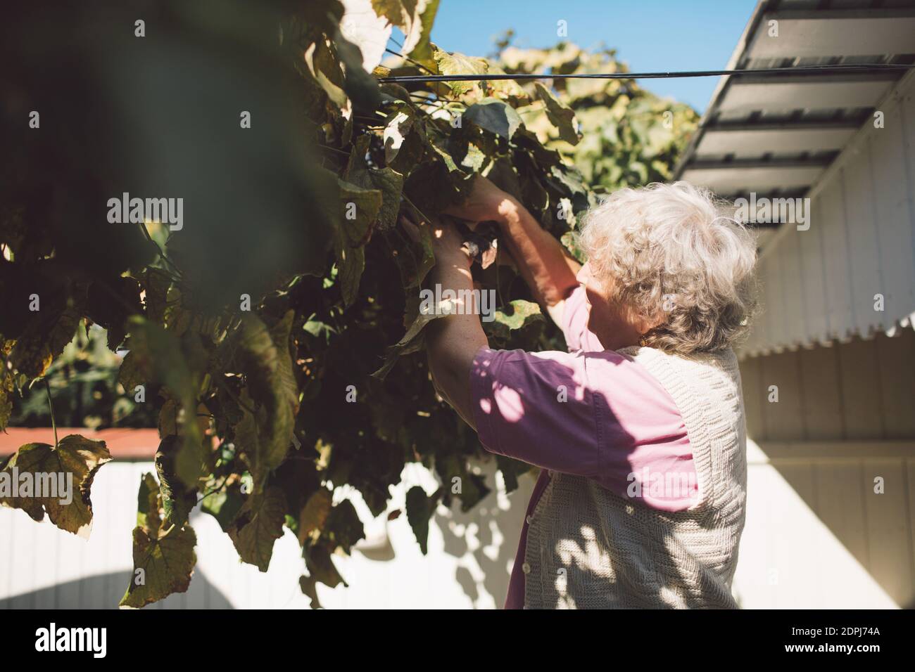 Senior picking fruits from tree hi-res stock photography and images - Alamy