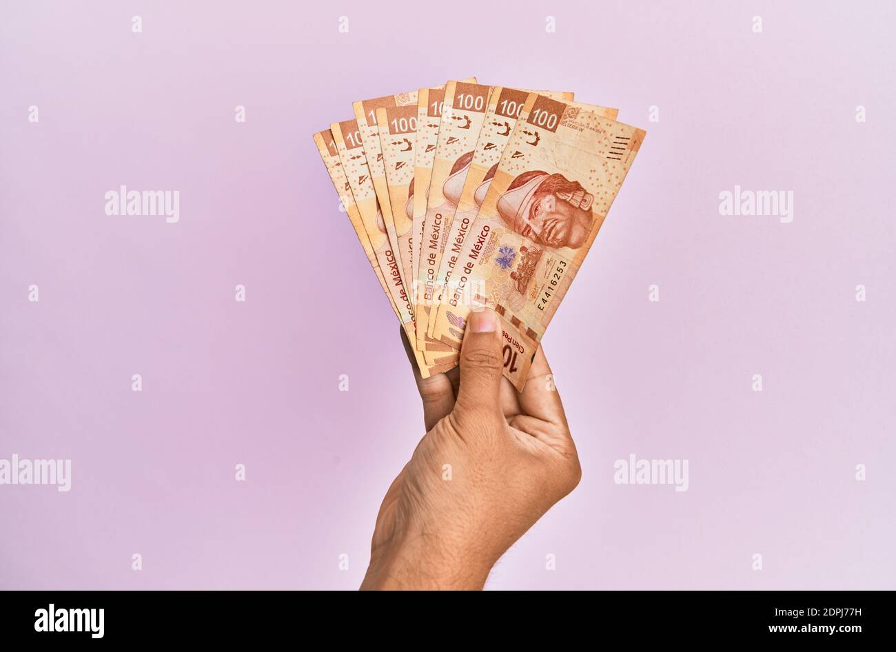 Hispanic hand holding 100 mexican pesos banknotes over isolated pink ...