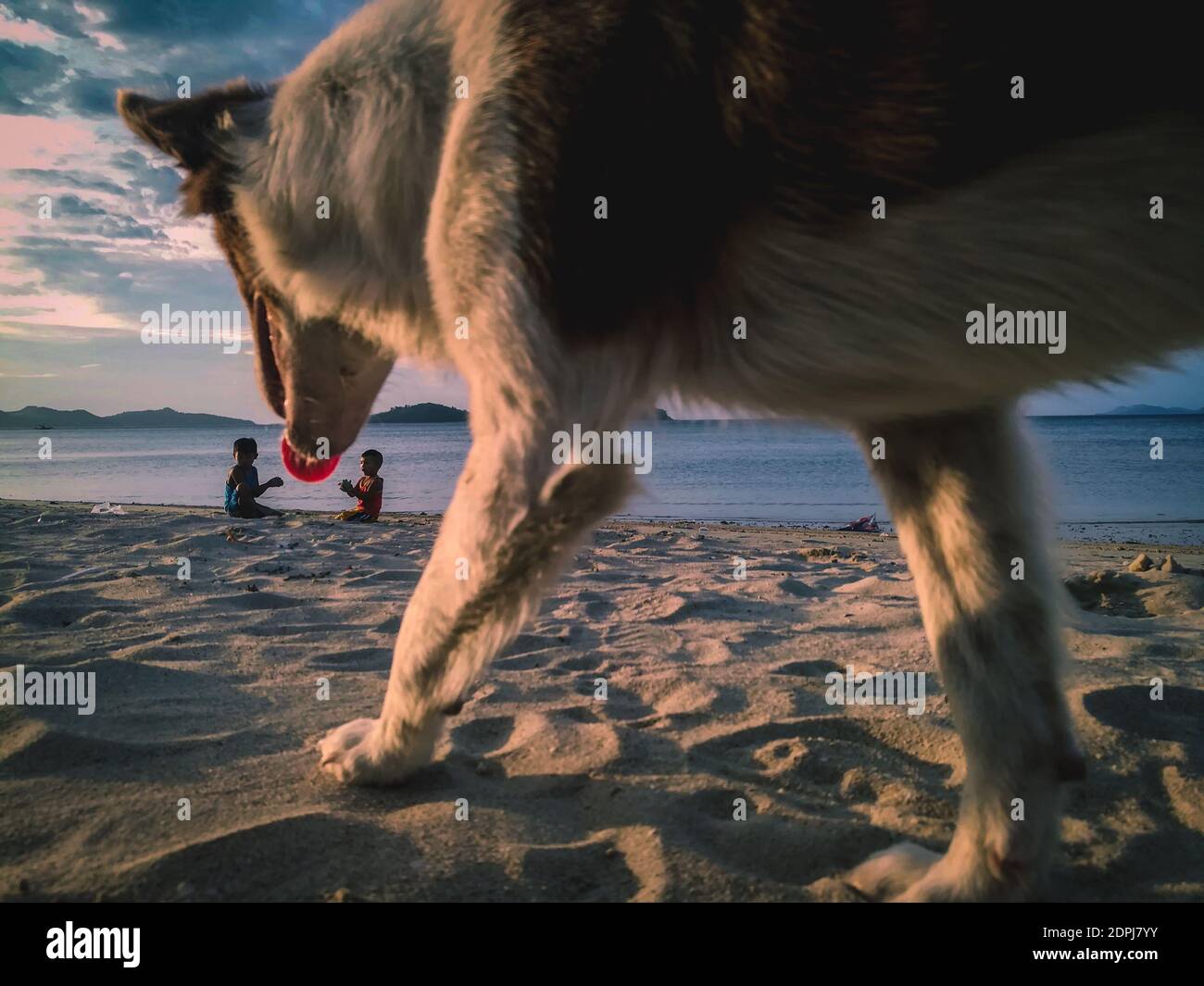 Optical Illusion Animal High Resolution Stock Photography and Images ...