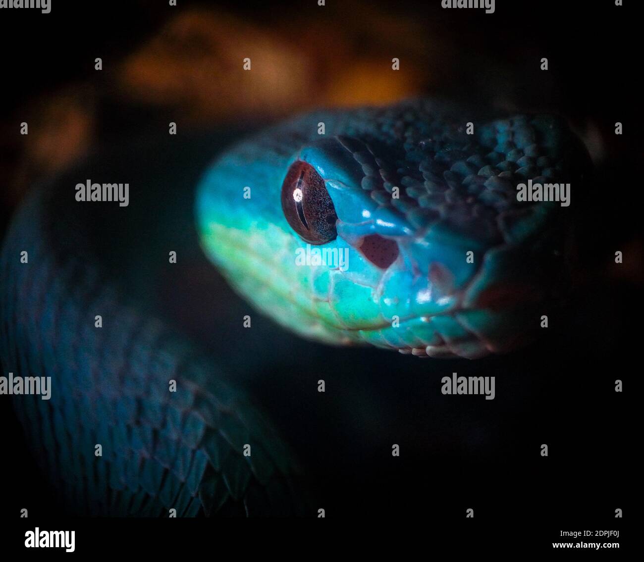 Close-up Of Venomous Snake Head Stock Photo - Alamy