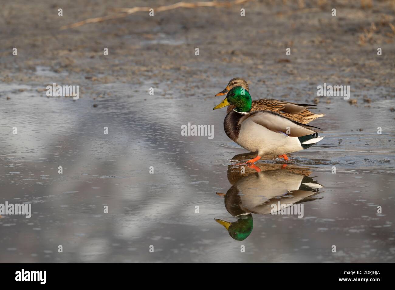 Mallard male and female walking, Great Salt Lake, Utah Stock Photo - Alamy