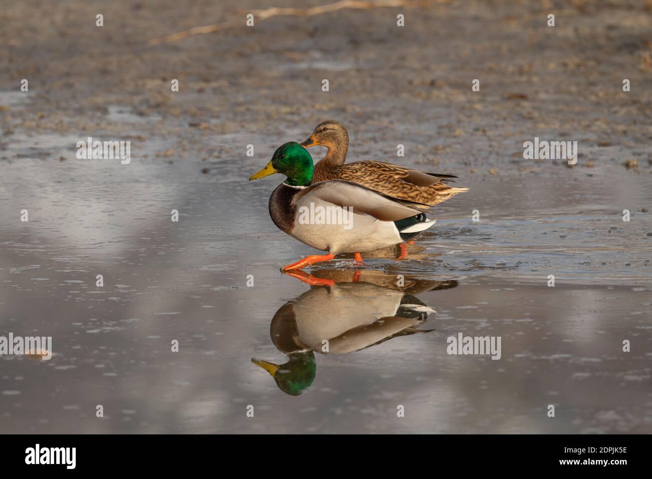 Mallard male and female walking, Great Salt Lake, Utah Stock Photo - Alamy
