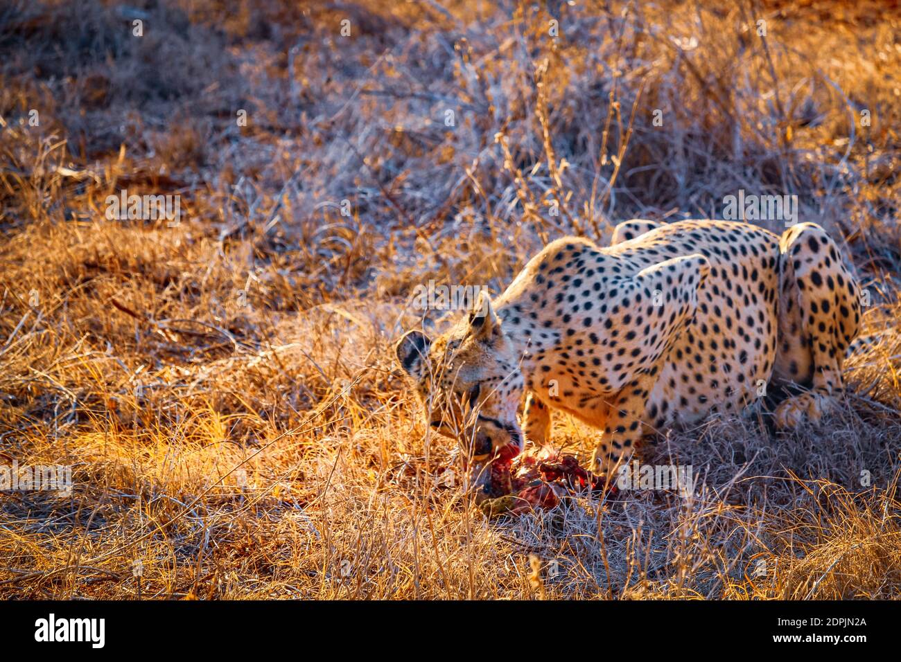 Leopard eating cheetah hi-res stock photography and images - Alamy