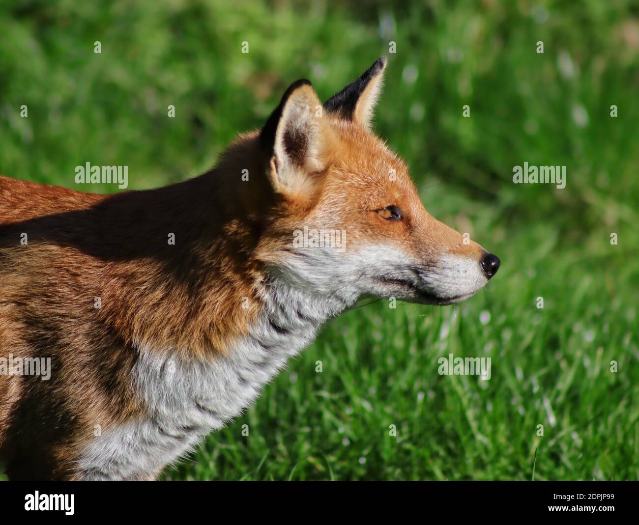 Red fox close up profile view hi-res stock photography and images - Alamy