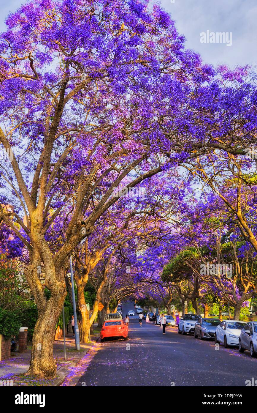 Jacaranda leaves hi-res stock photography and images - Alamy