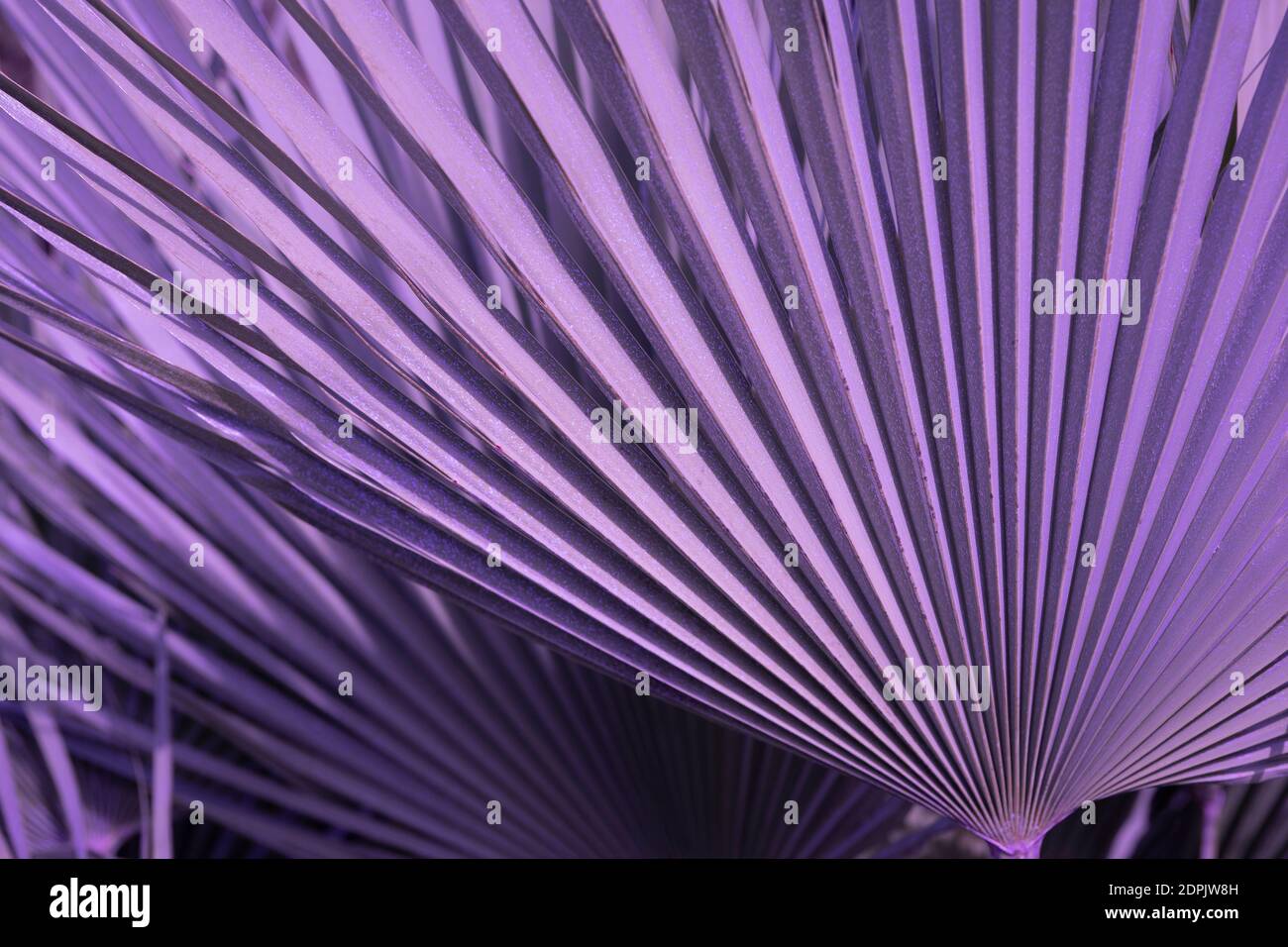 Violet palm tree leaf with sunlight reflection. Abstraction background ...