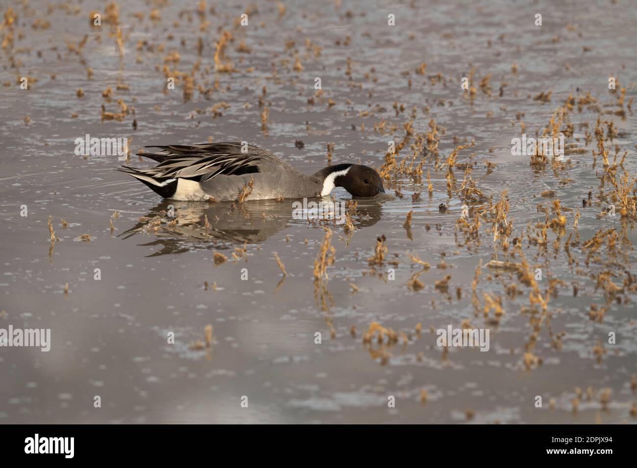 Great salt lake utah animals hi-res stock photography and images - Alamy