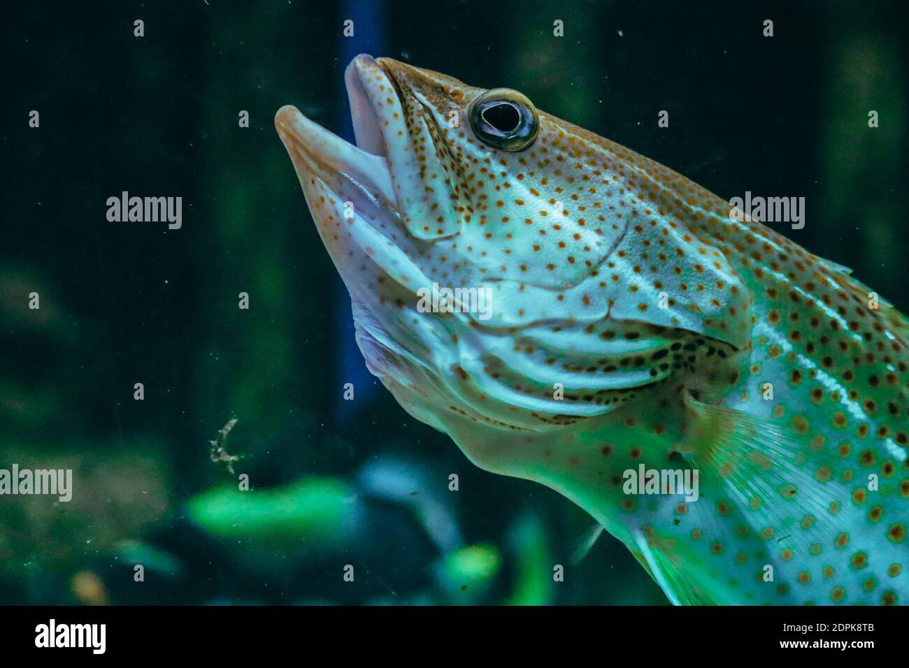 Spongebob Talking Fish