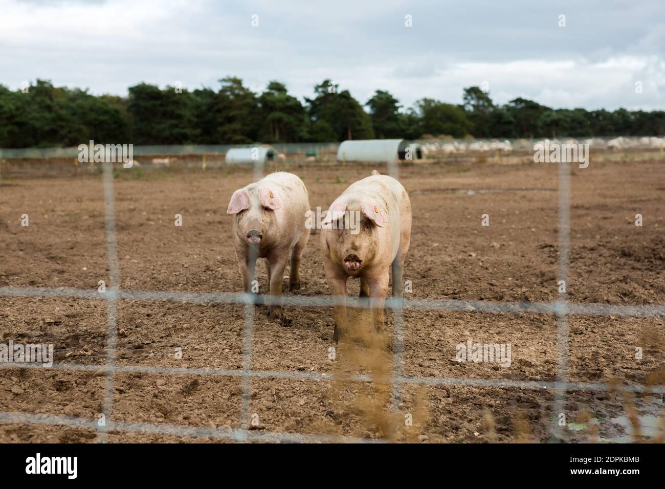 Domestic pig standing in mud hi-res stock photography and images - Alamy