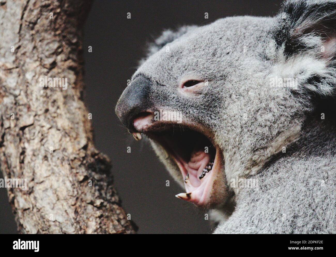 Koala mouth open hi-res stock photography and images - Alamy