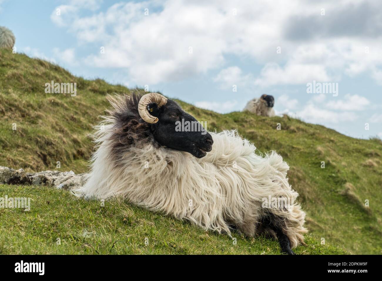 Cute sheep on the hills of Achill Island, County Mayo on the west coast ...