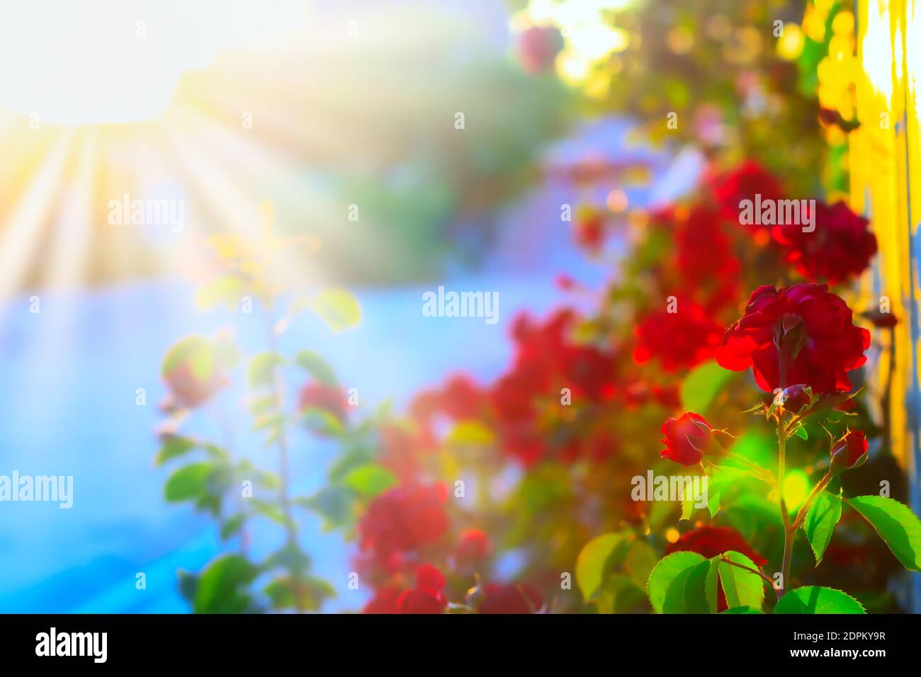 Flowers in the sunlight . Growing Scarlet Roses Stock Photo - Alamy