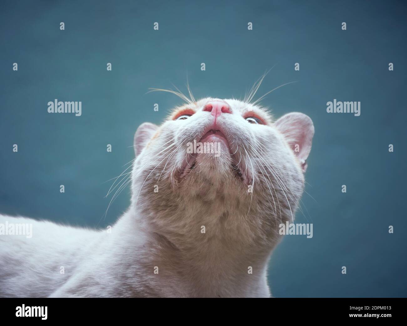 Cat looking upward hi-res stock photography and images - Alamy